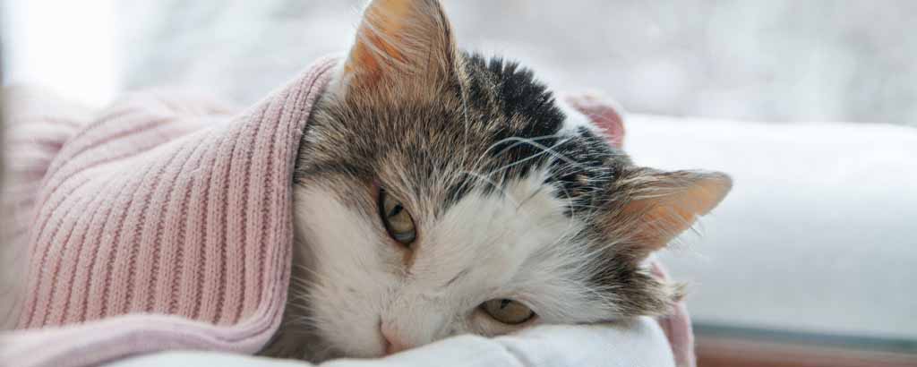 FIP hos katt – om kattens coronavirus | Trygg-Hansa